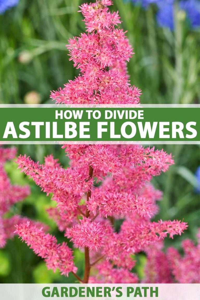 通过部门如何传播Astilbe鲜花吗 - bob综合最新版