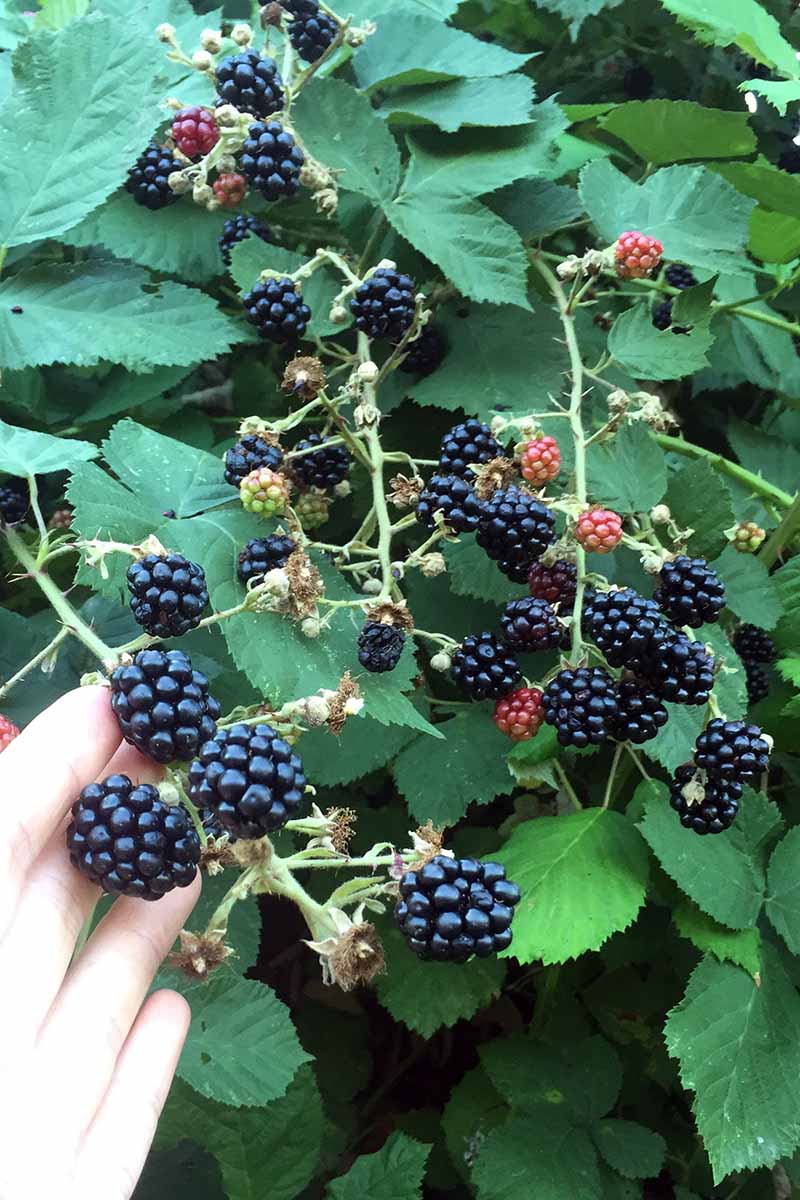 Primocane vs. Floricane:如何区分浆果藤 - bob综合最新版