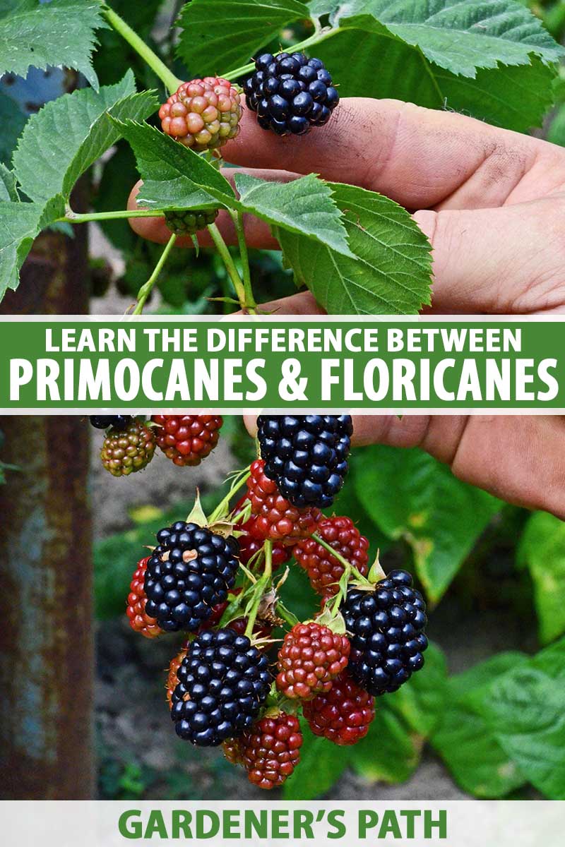 Primocane vs. Floricane:如何区分浆果藤 - bob综合最新版