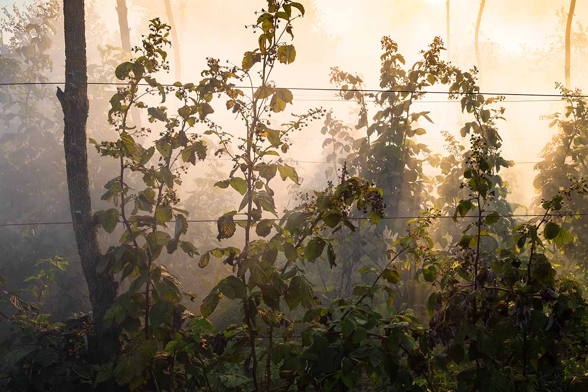 Primocane vs. Floricane:如何区分浆果藤 - bob综合最新版