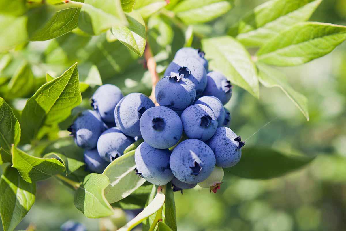 How to Lower Soil pH to Grow Blueberries | Gardener’s Path - bob综合最新版